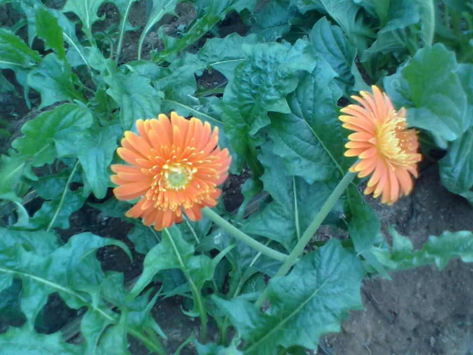 Gerbera Collection ~ The Amzing Differnt Type's of Gerbera Flower