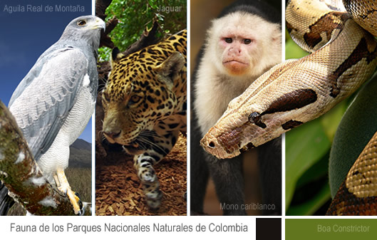 la Naturaleza: la Fauna de Nuestro Planeta