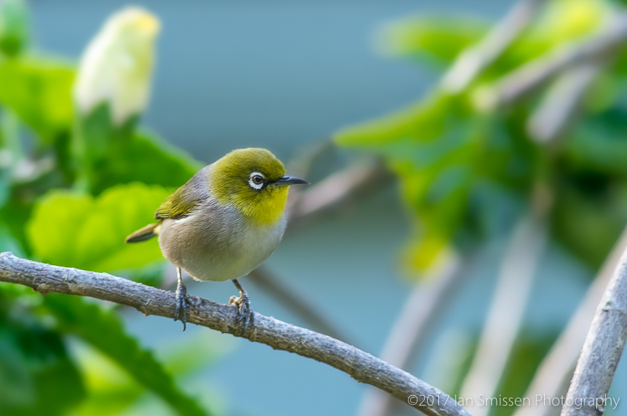 A passion for birds...: Lord Howe Island - Part 1