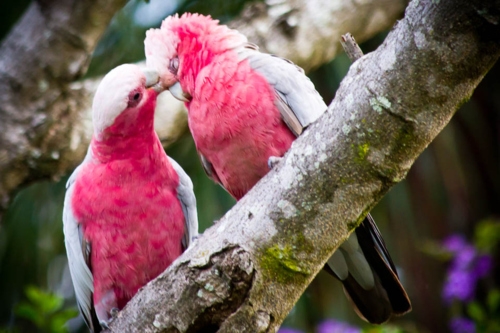Rosas con pajaros - Imagui