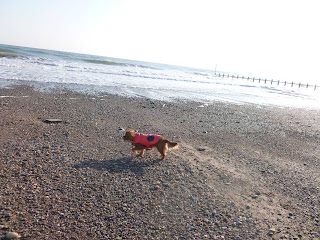 Soggibottom: Girl Rona in Teignmouth and Dartmoor -3 deg c.