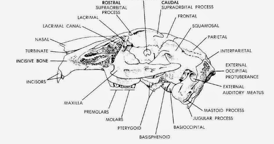 Bio Gallery: B.sc Zoology Skeleton System