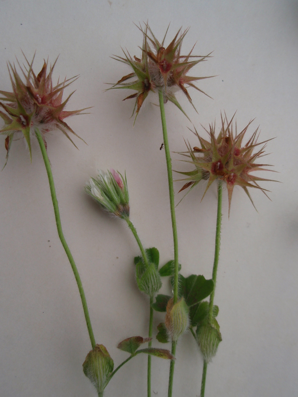 HERBARIO VIRTUAL DE BANYERES DE MARIOLA Y ALICANTE: Trifolium stellatum ...
