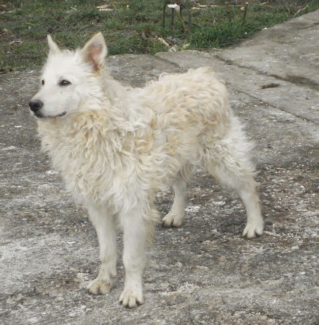 HRVATSKI OVČAR - CANIS PASTORALIS CROATICUS