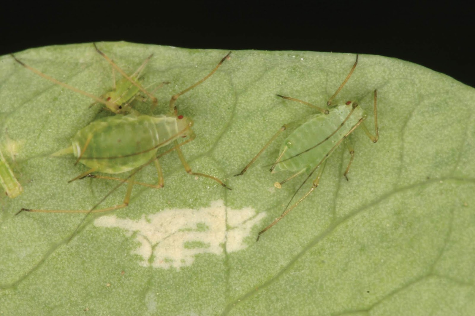 Prairie Pest Monitoring Network Blog: Insect of the Week (July 03, 2018 ...