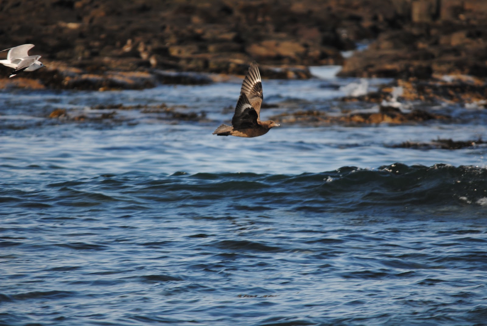Bonxie (Great Skua) - Serenity Farne Islands Boat Tours and Trips