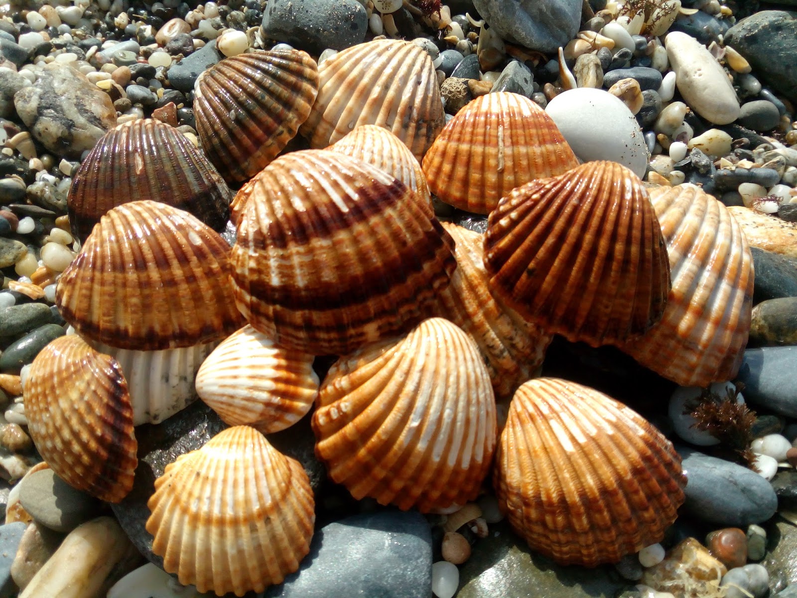 VIDEO Y EXPLICACION DE COMO LIMPIAR, PREPARAR Y CONSUMIR LAS CONCHAS ...