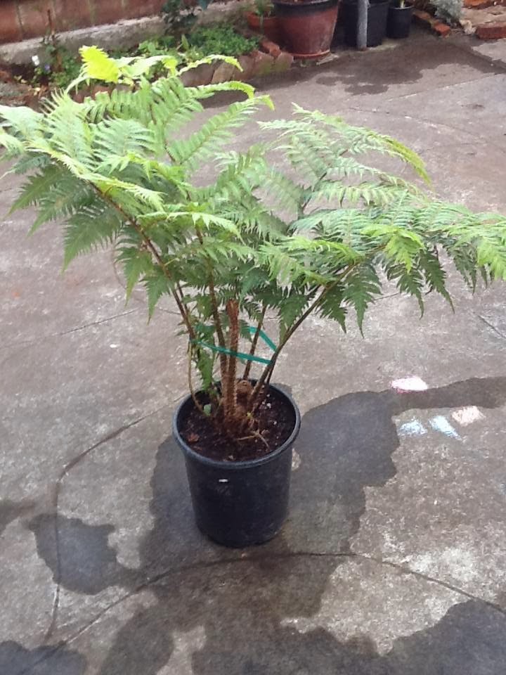 Australian Tree Ferns: Example of an Australian Tree Fern growing in ...