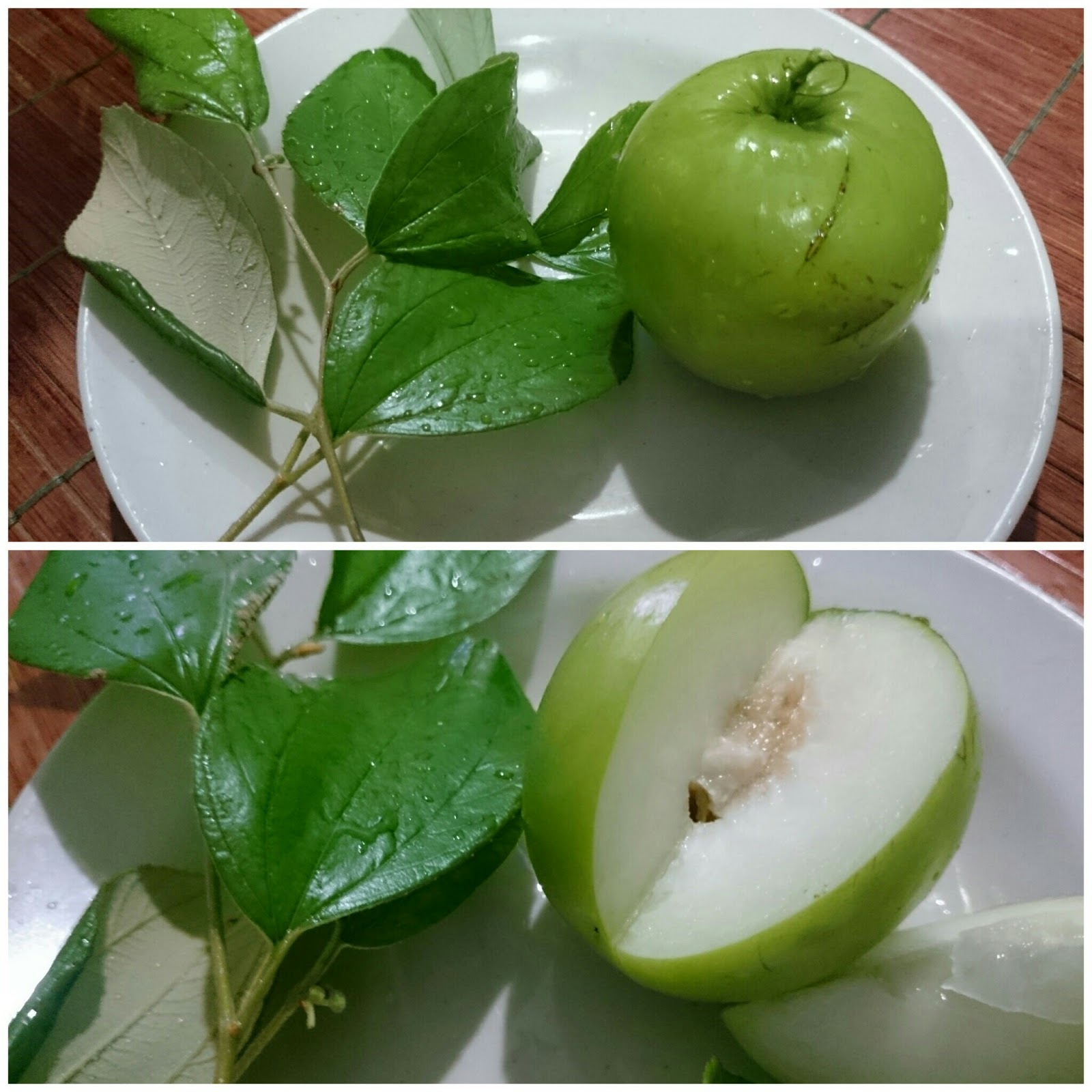 pokok bidara dan khasiatnya