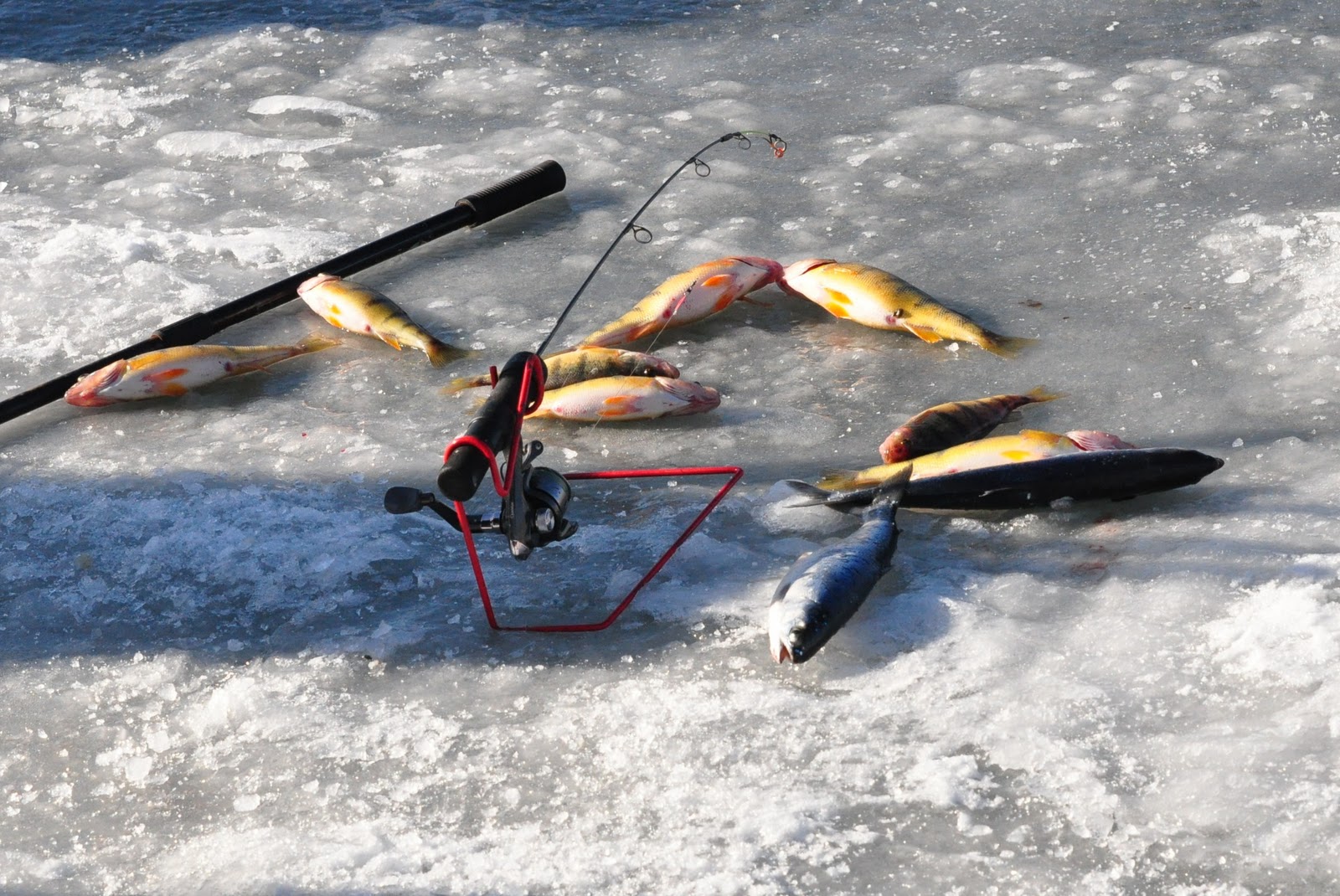 Bill Schiess' Wild in Idaho - Experiences and Essays of Life: Ririe ...