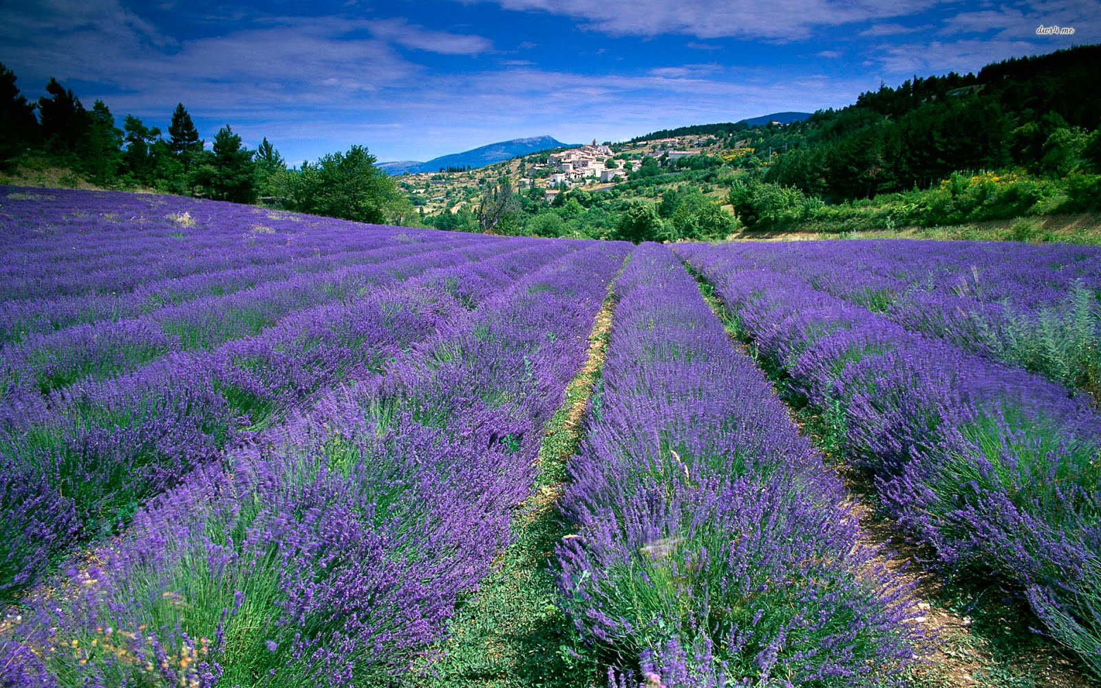 Cultured: Provence, France | Soul of a Lion