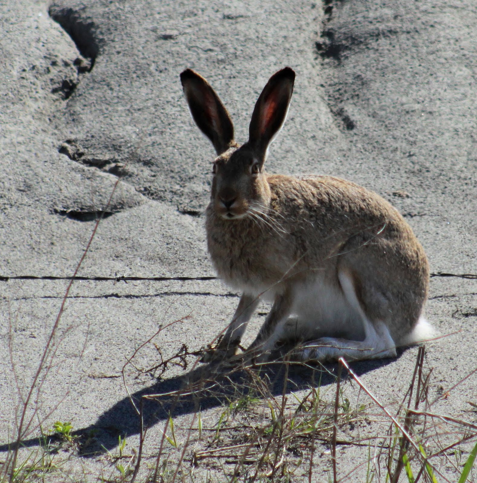 Still Life With Birder: White-tailed Jackrabbit
