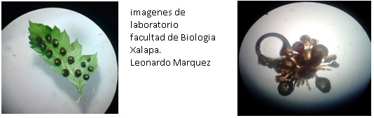 Embryophytas: Pteridophytas