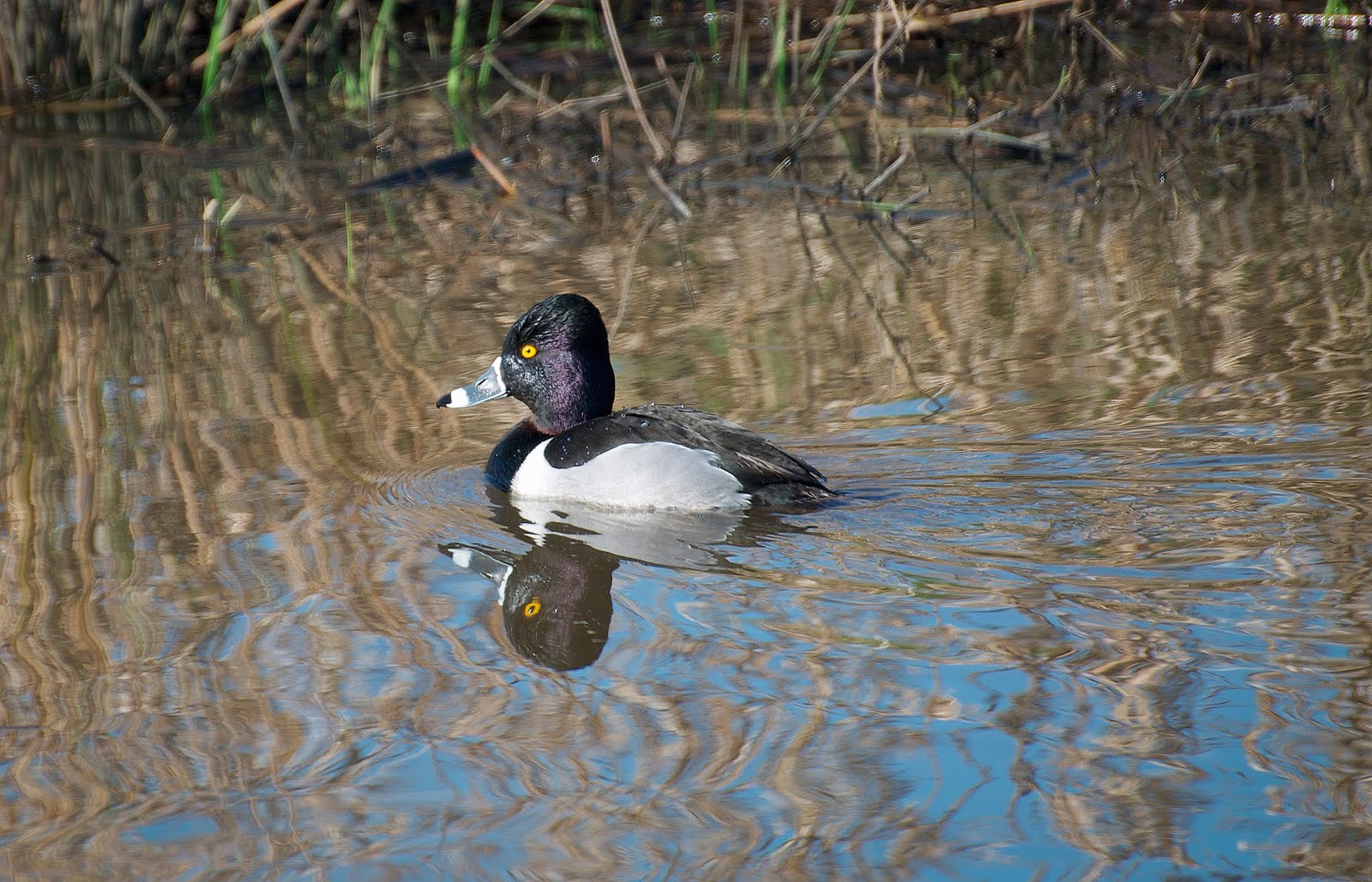 NW Bird Blog: Ring-necked Duck