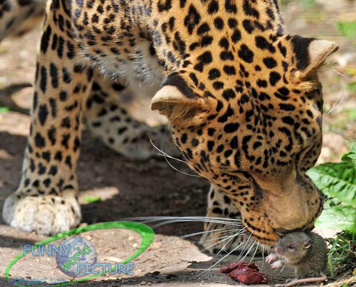 Love Tiger with Mouse | Funny Photos