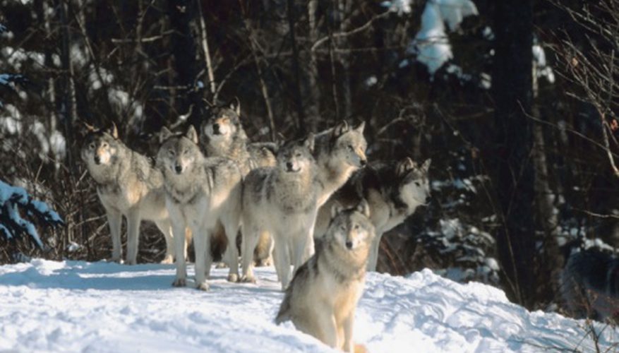 Wolves, Wolf Facts, Cougars, Cougar Facts, Coyotes, Coyote Facts ...