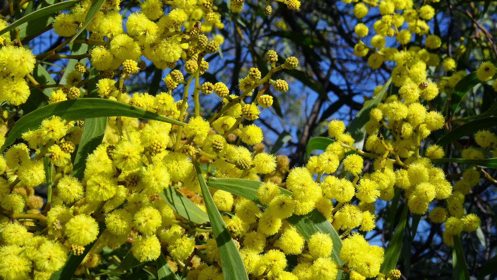 NixPixMix: GOLDEN WATTLE