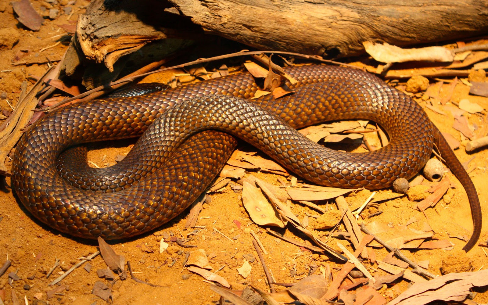 Serpent serpent