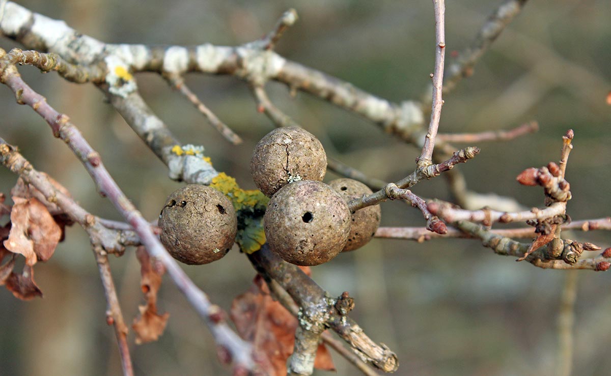 wcs: What a lot of gall