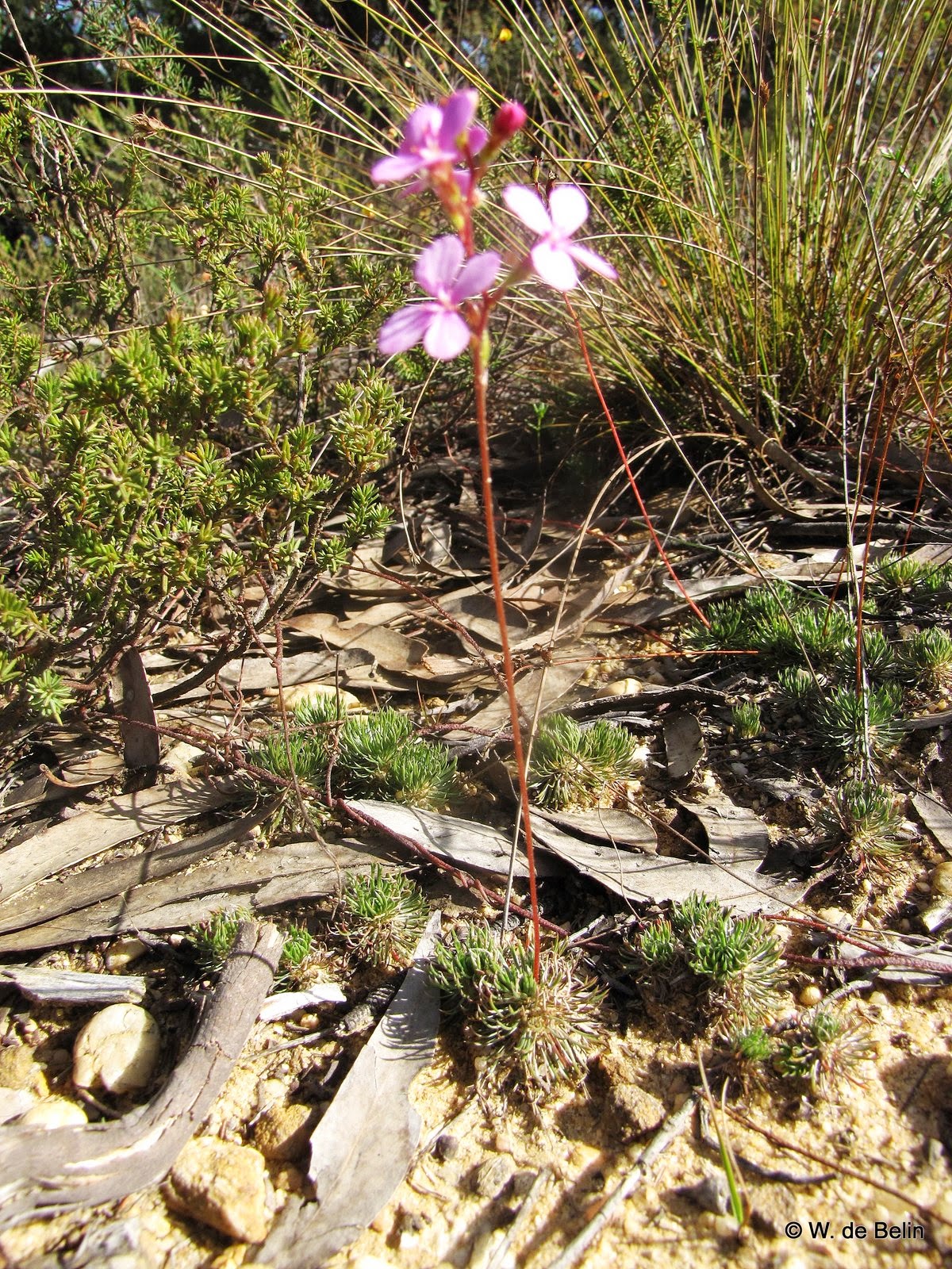 Sydney's Wildflowers and Native Plants: Stylidium lineare - Narrow-leaf ...