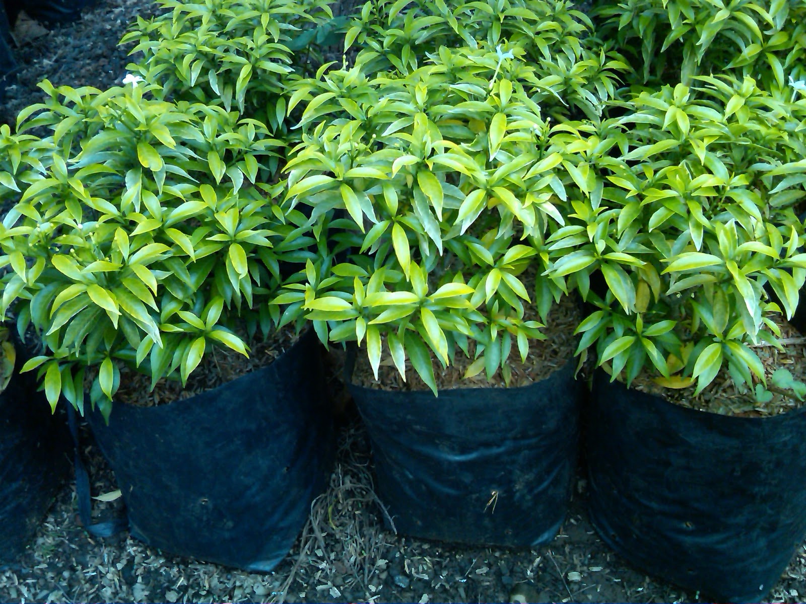 8 JENIS TANAMAN BERBUNGA YANG TAHAN PANAS - TANAMAN HIAS BOGOR | JUAL ...