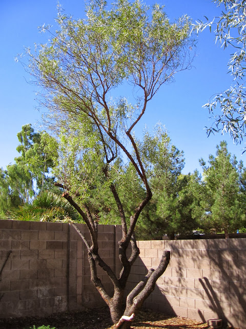 Xtremehorticulture of the Desert: African Sumac Limb Dieback Probably ...