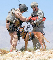 Village Memorial: K9 Search, Rescue & Recovery Gear for Dogs