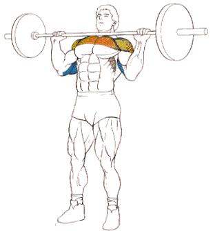 3 Ejercicios Para Desarrollar Los Musculos De Los Hombros