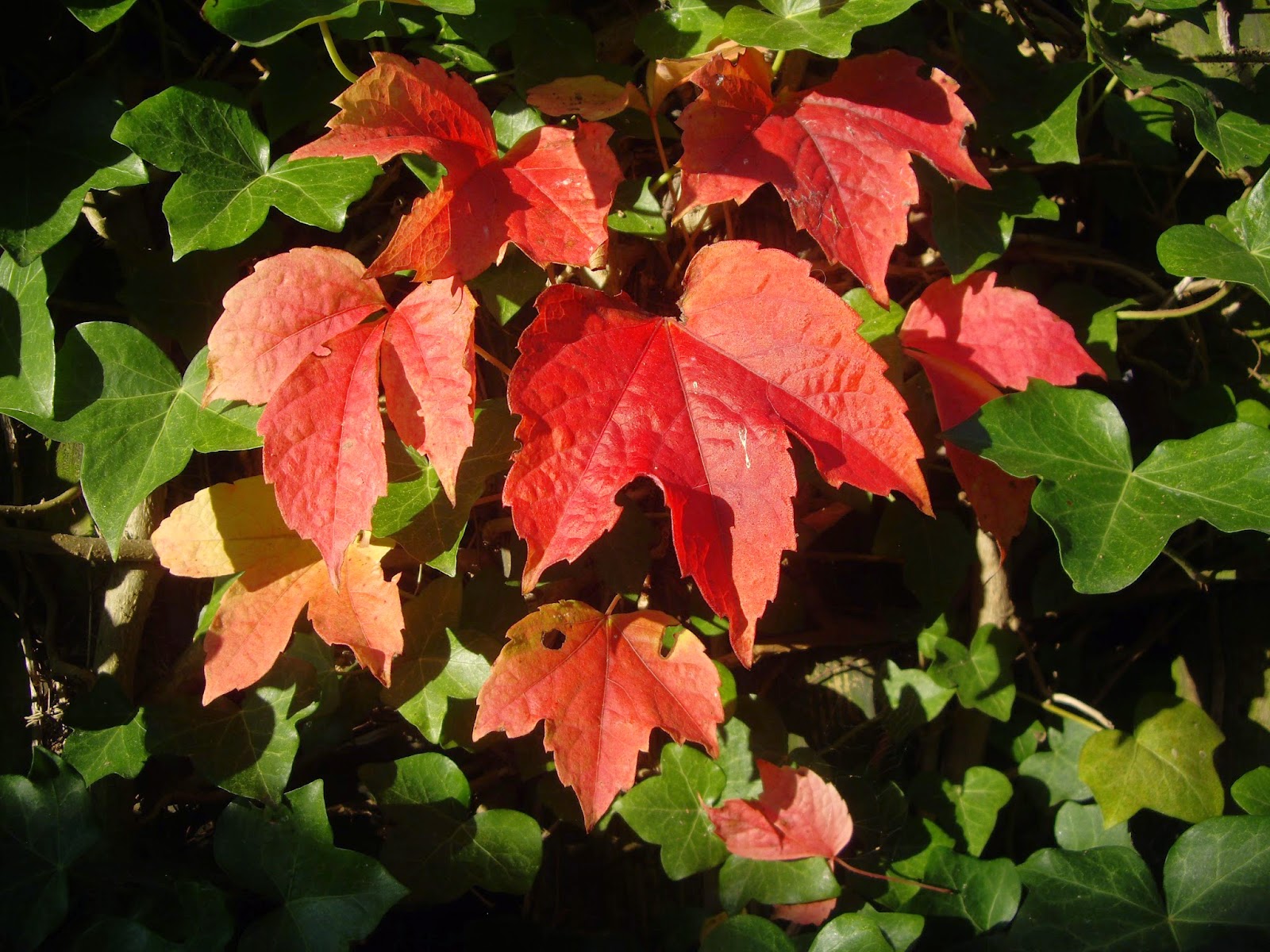 Wiep Koehoorn: Blozende klimop