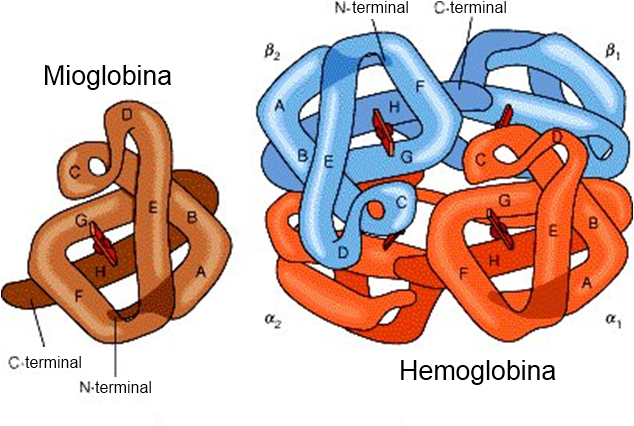 Estrutura E Função De Hemoglobina E Mioglobina - Várias Estruturas