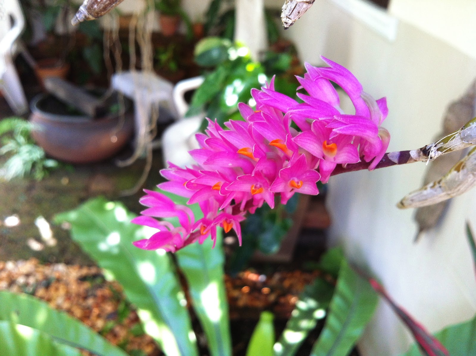 Out and About Thailand: More Orchids From The Garden