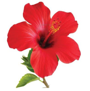 WILD DESA PUTRA: BUNGA RAYA