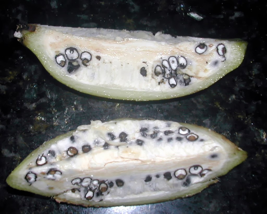 El oscuro pasado de los plátanos – Ciencia de Sofá