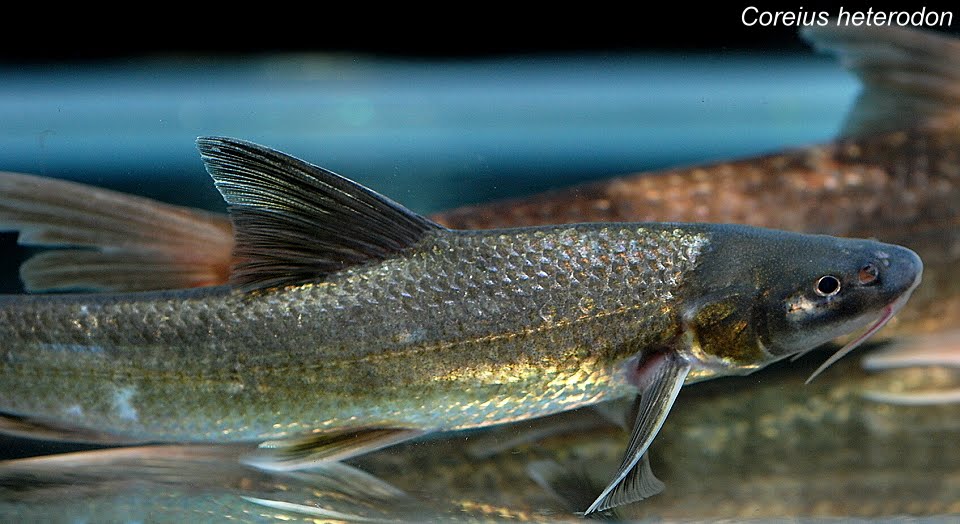 奇獸飼育學: 2012-03-15新進魚隻