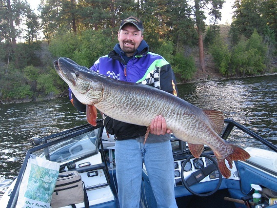 International Fishing News: USA: Monster, 50-inch Muskie in Washington
