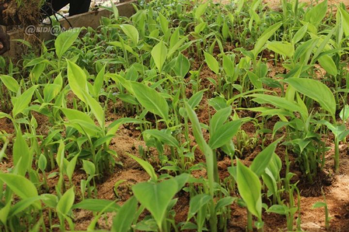 LE PLANTAIN, DE LA PLANTULE AU RÉGIME