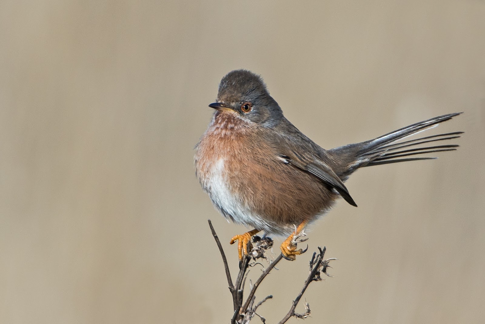 PETER'S PORTFOLIO..............Bird & Wildlife Photography: Dartford ...