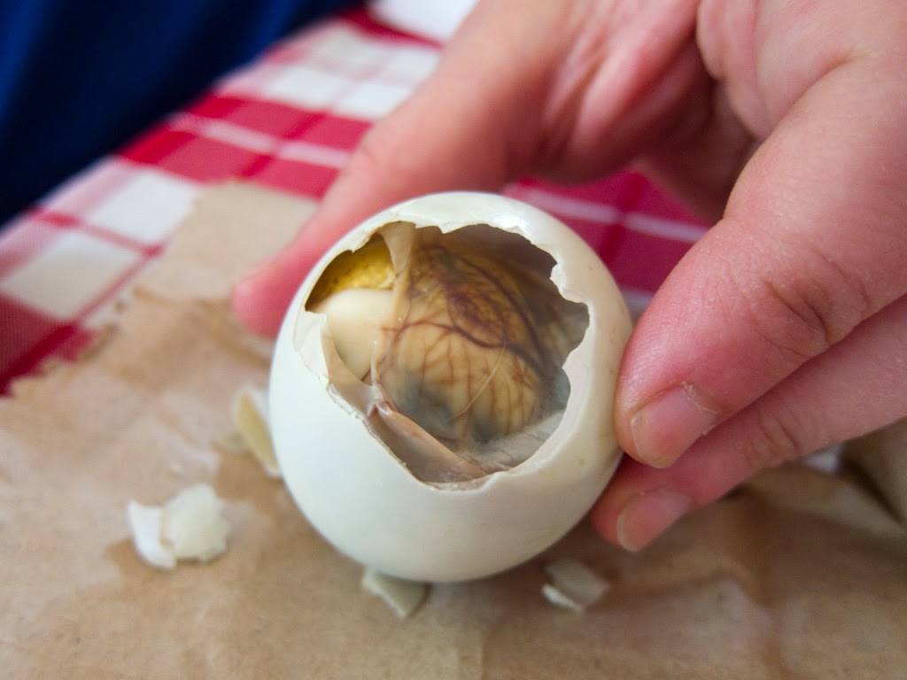Philippine Culture and Surprises: What is the taste of Balut?