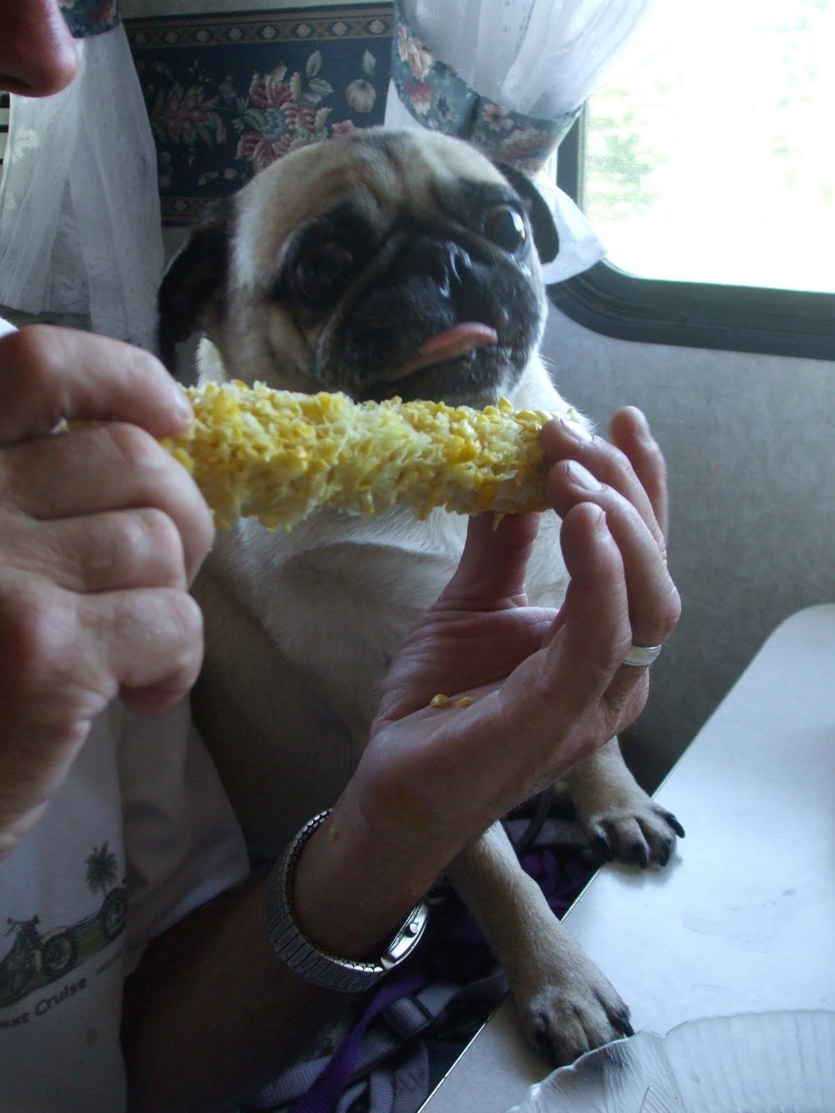 Pug Possessed: July 2011