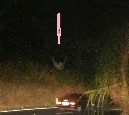 Strange State - Paranormal Mysteries: GARGOYLES: PUERTO RICO'S LATEST ...