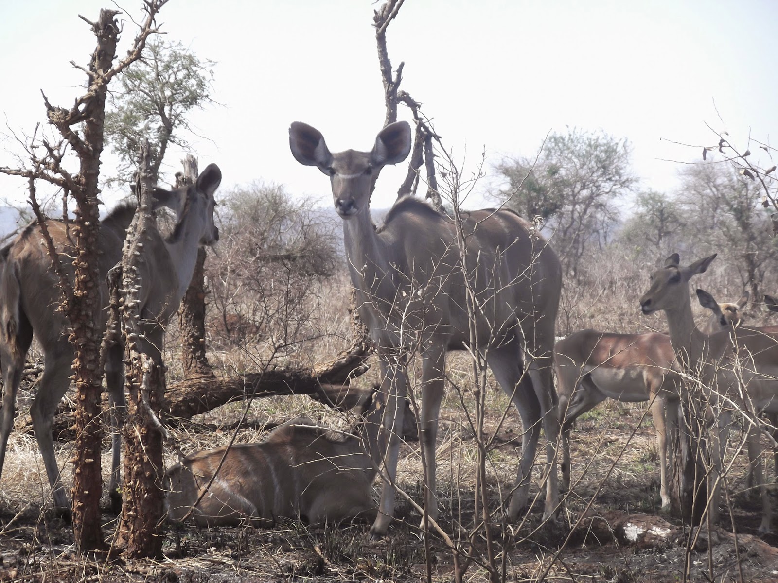 Expat Life with Chickenruby: Can you see the Big 5 at Kruger in a small ...