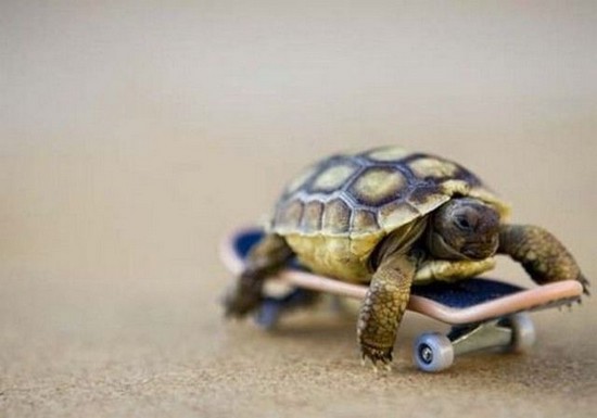 Funny turtle images desktop |Funny Animal