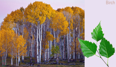 Tree & Plant Species Names & Images | Necessary Vocabulary - Necessary ...