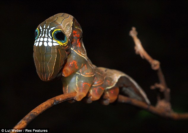A Flutter Starlight Journey: Weird & Wilder: Craziest Looking Caterpillars!