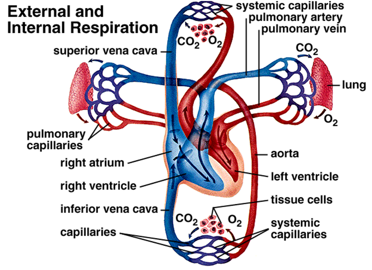 TENTANG JANTUNG: Pembuluh Darah Pulmonal