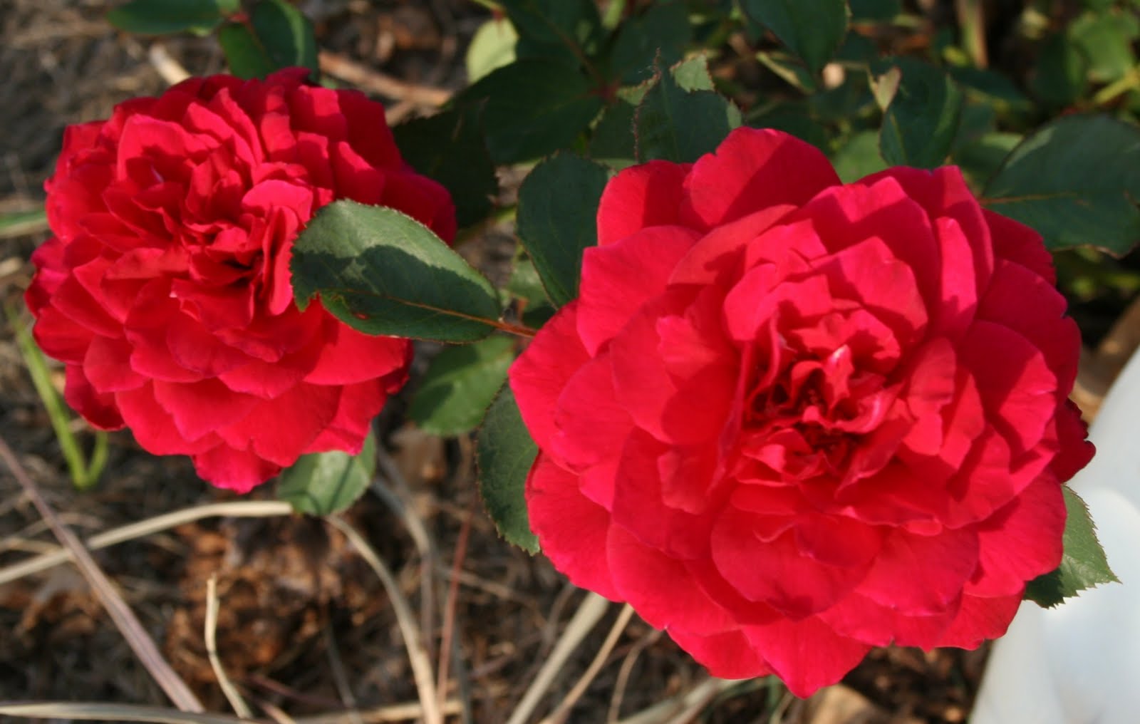 Garden Musings: New Buck Roses