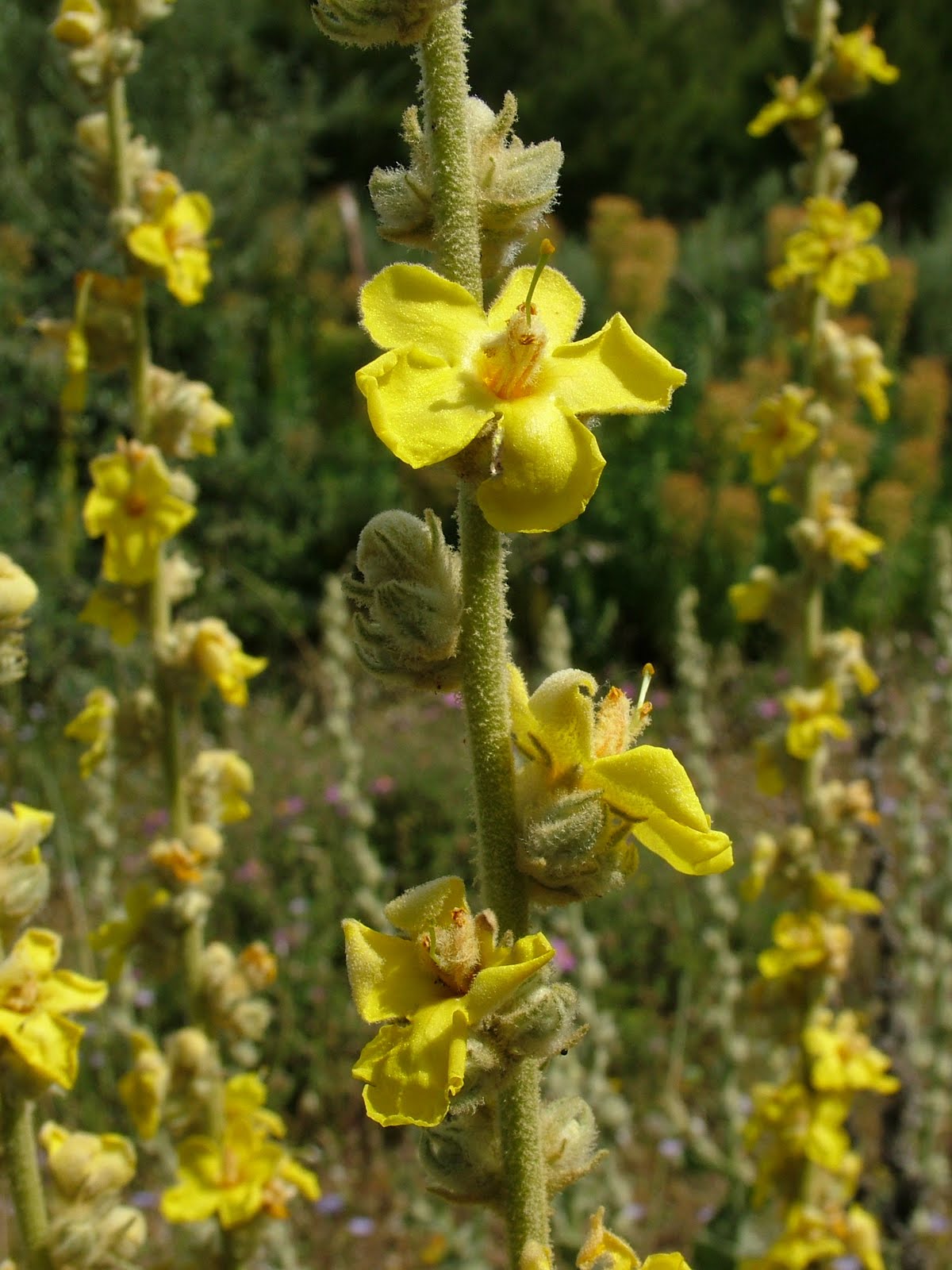Flowers of Ymittos & Parnitha: SCROPHULARIACEAE