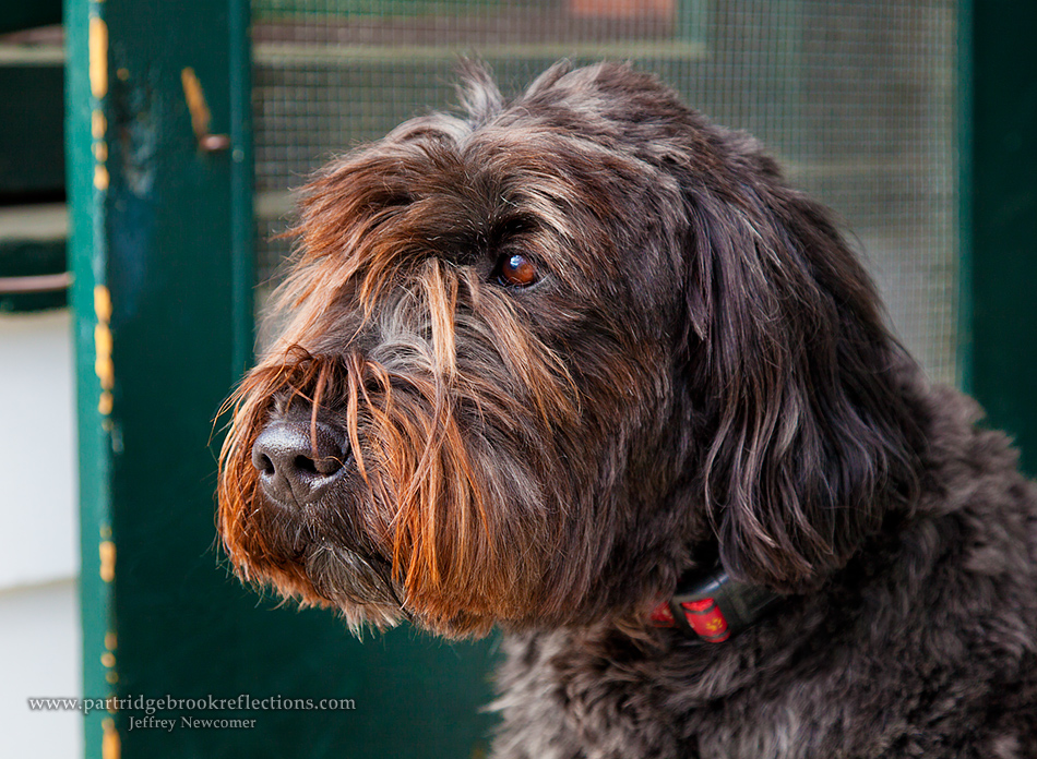 Getting it Right in the Digital Camera : Gone to the Vermont Dogs.