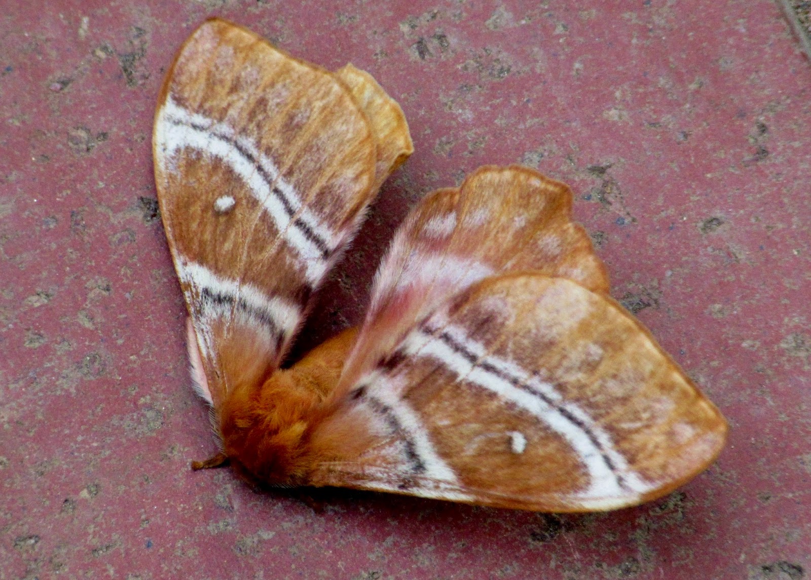 The Great Wildebeest Migration: The Insects of KZN