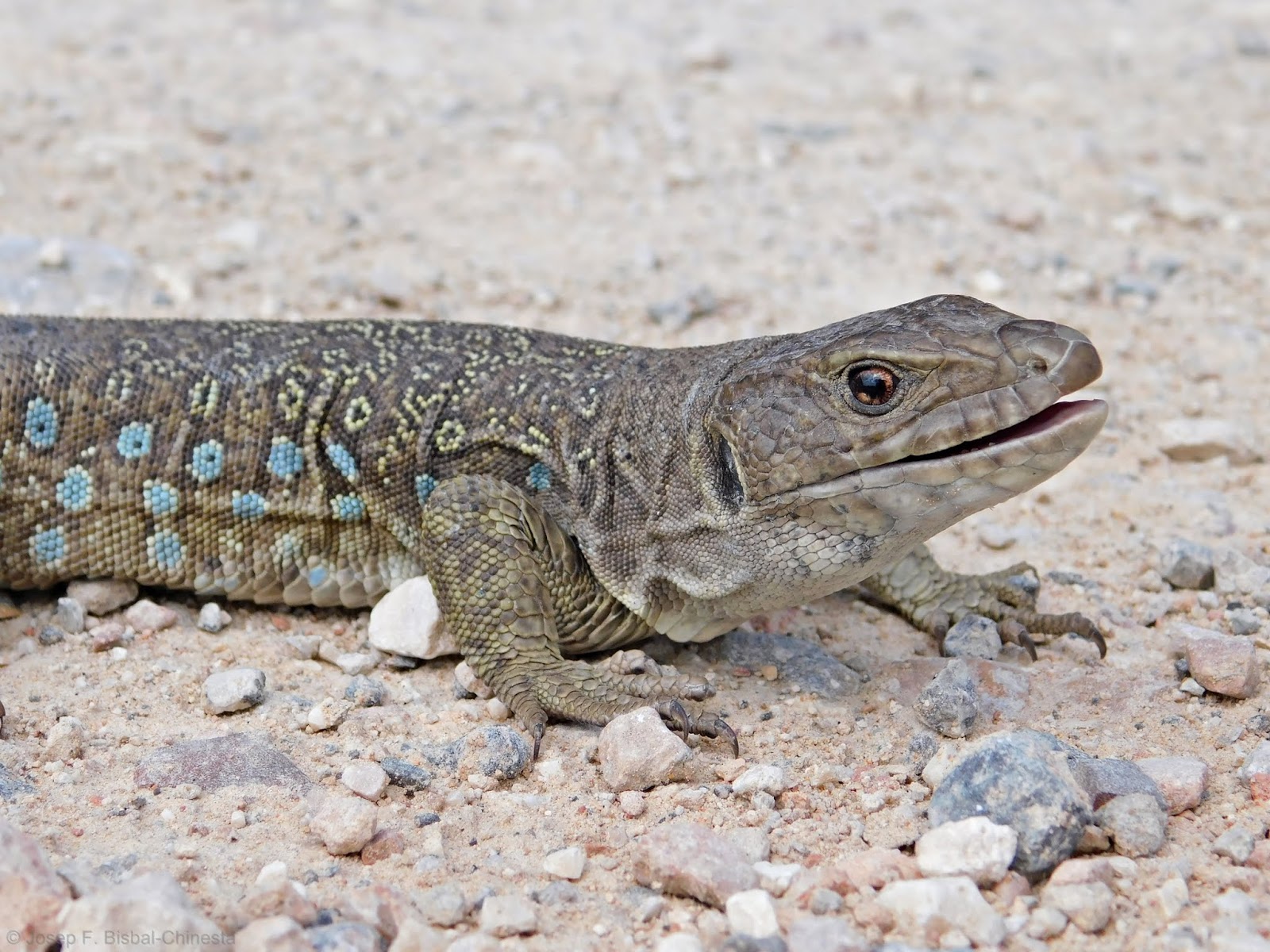 (Paleo-)Herpetología: octubre 2018